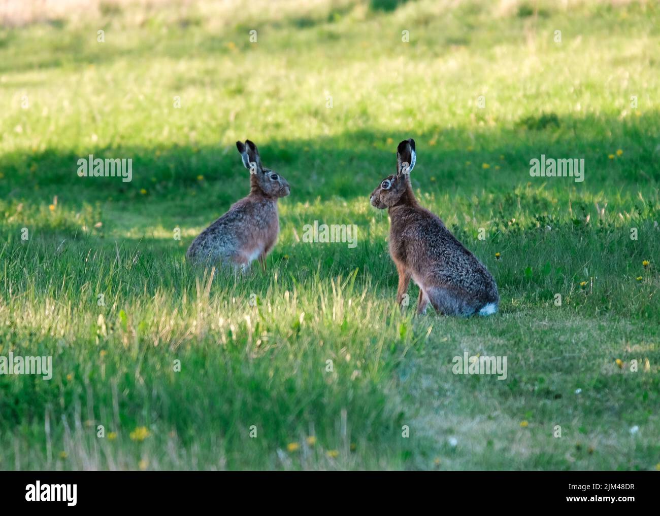 A closeup of two cute rabbits sitting on the green grass on a sunny day ...