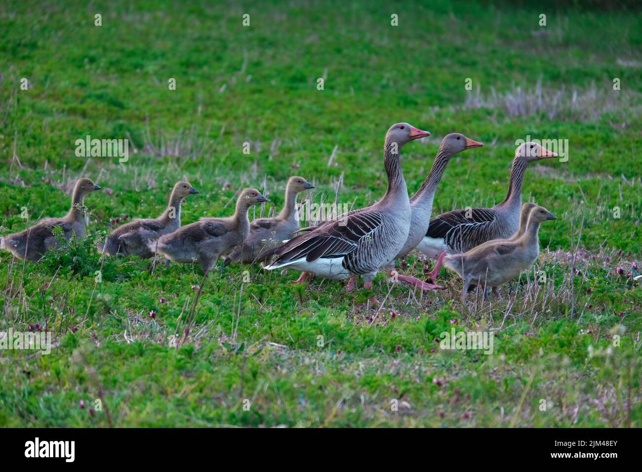 A closeup of a flock of gray ducks with chicks walking on the green ...