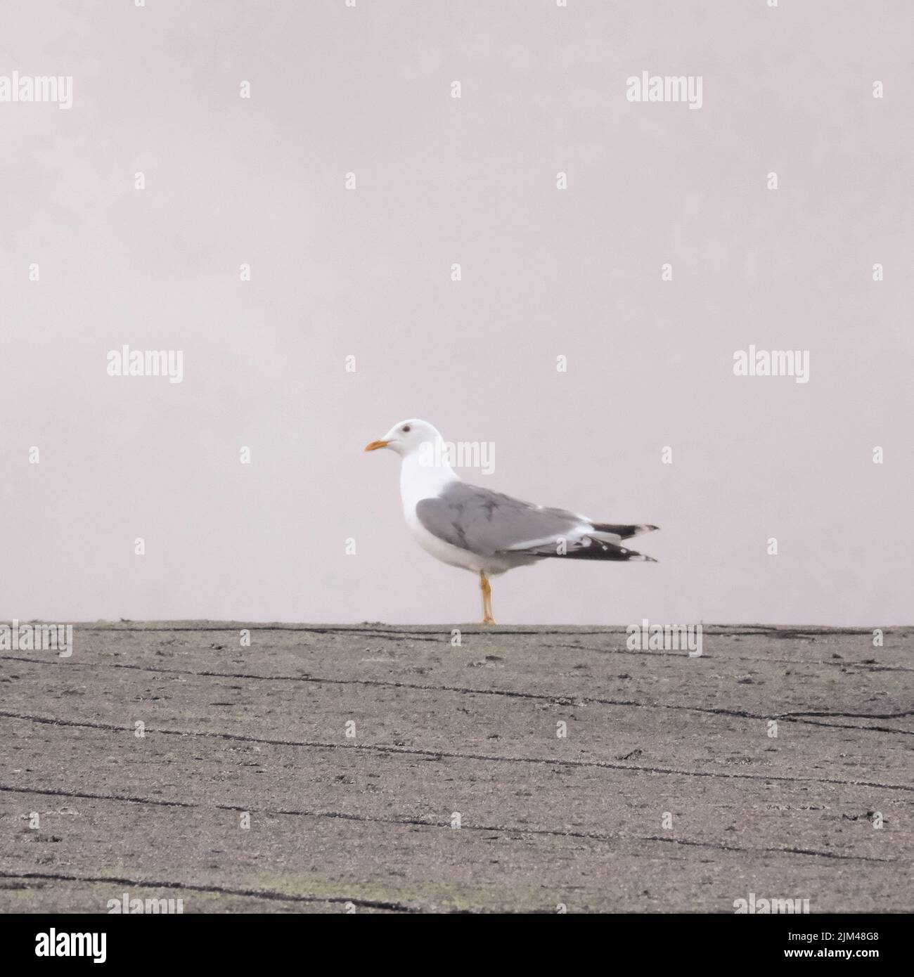 A vertical closeup of an adorable Yellow-legged gull on a building roof ...