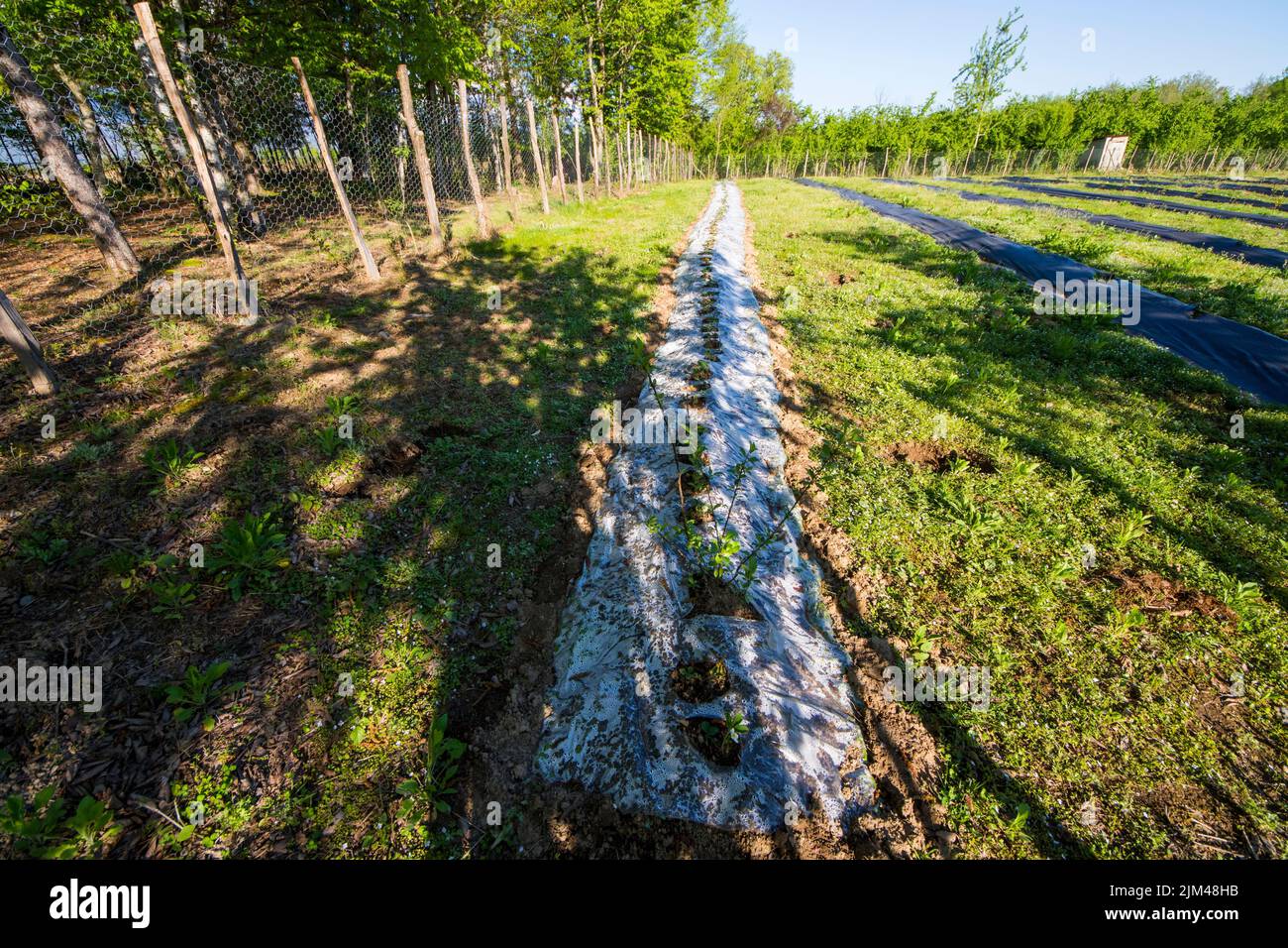 Georgia farm farming agriculture hi-res stock photography and images ...