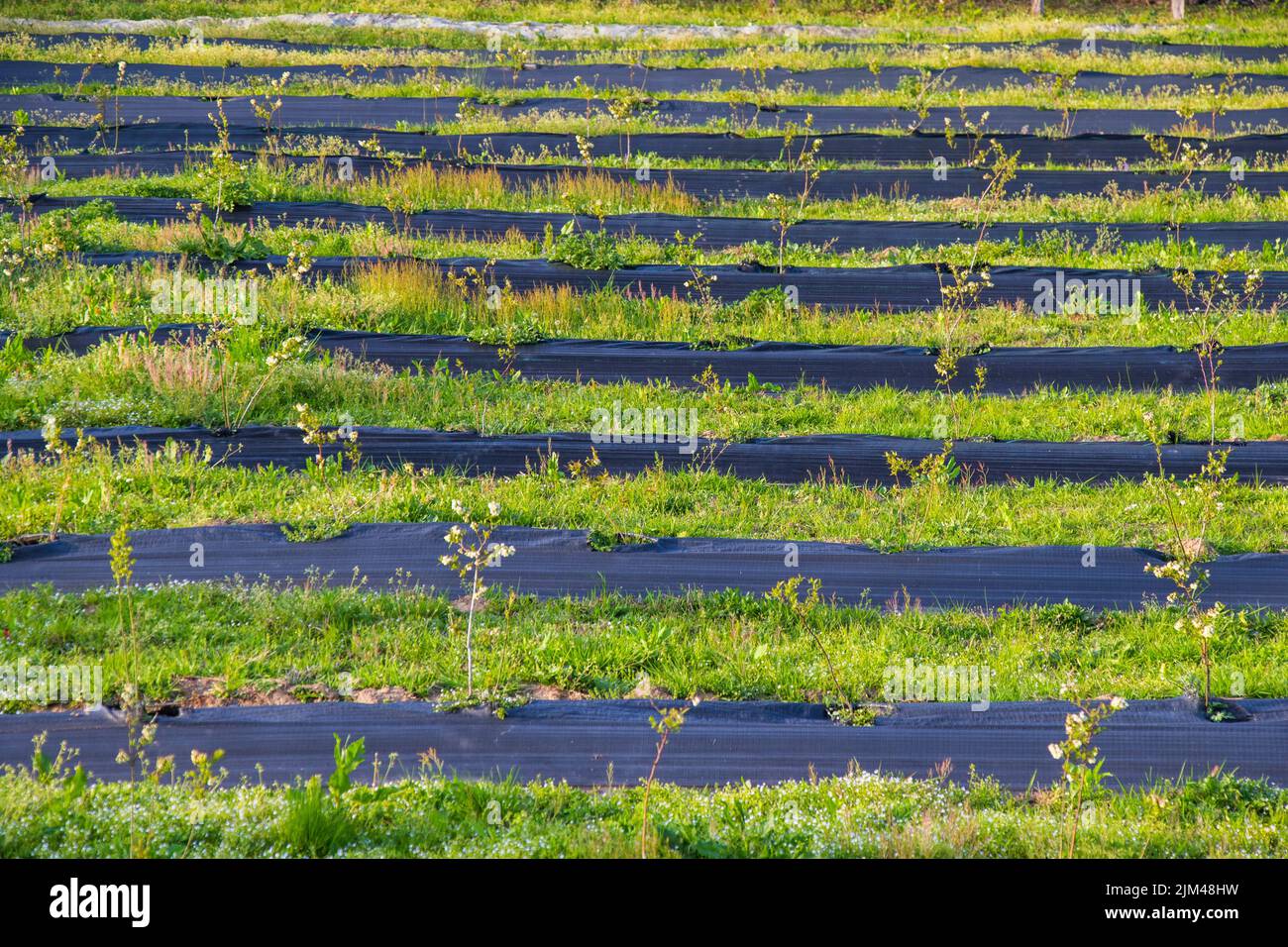Georgia farm farming agriculture hi-res stock photography and images ...