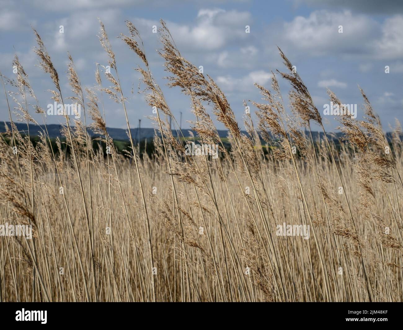 A Common reed field in Devon, Uk Stock Photo - Alamy