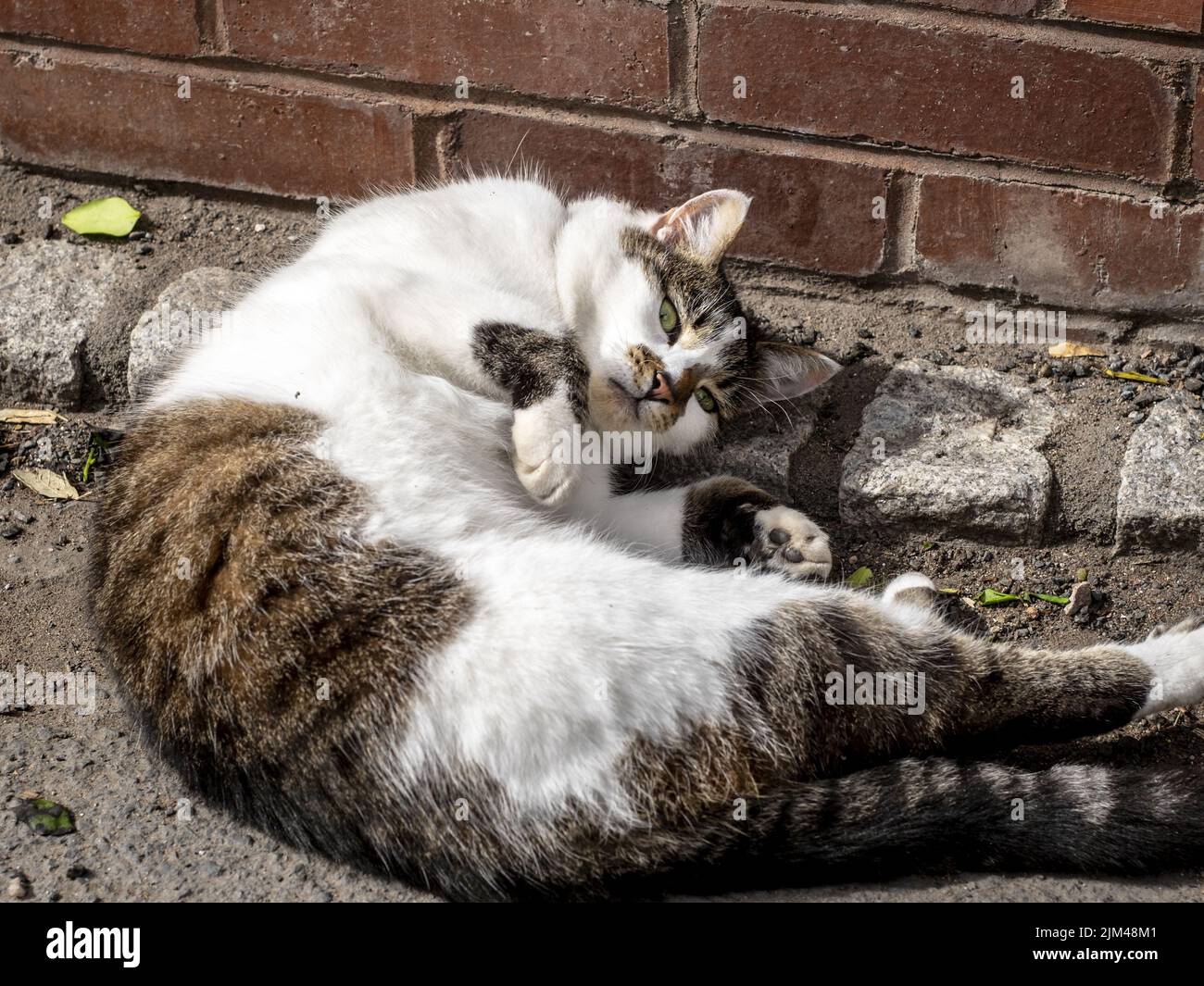 A Street Cat laying on the ground In Topsham Devon UK Stock Photo - Alamy
