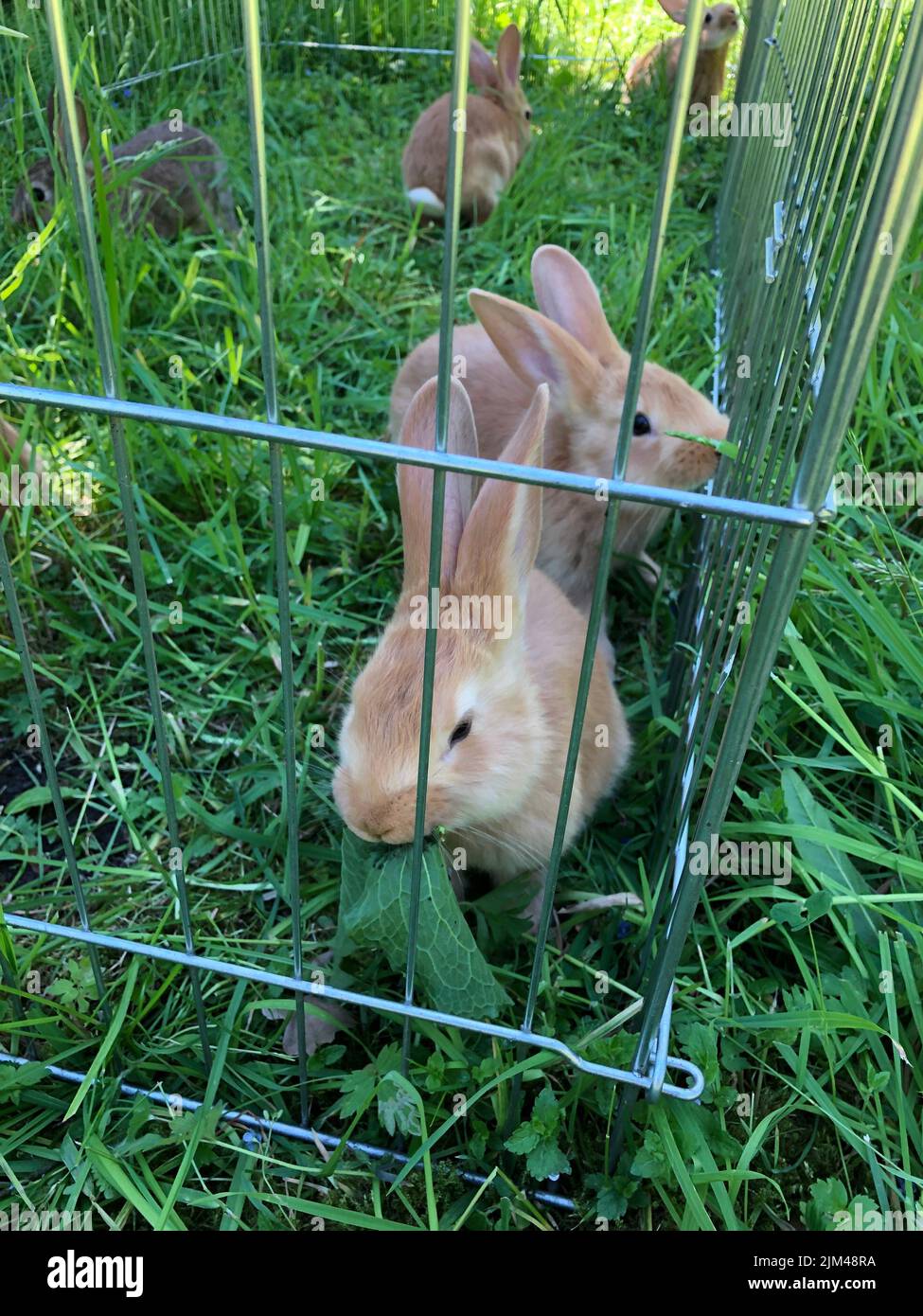 The rabbits in a cage on green grass Stock Photo - Alamy
