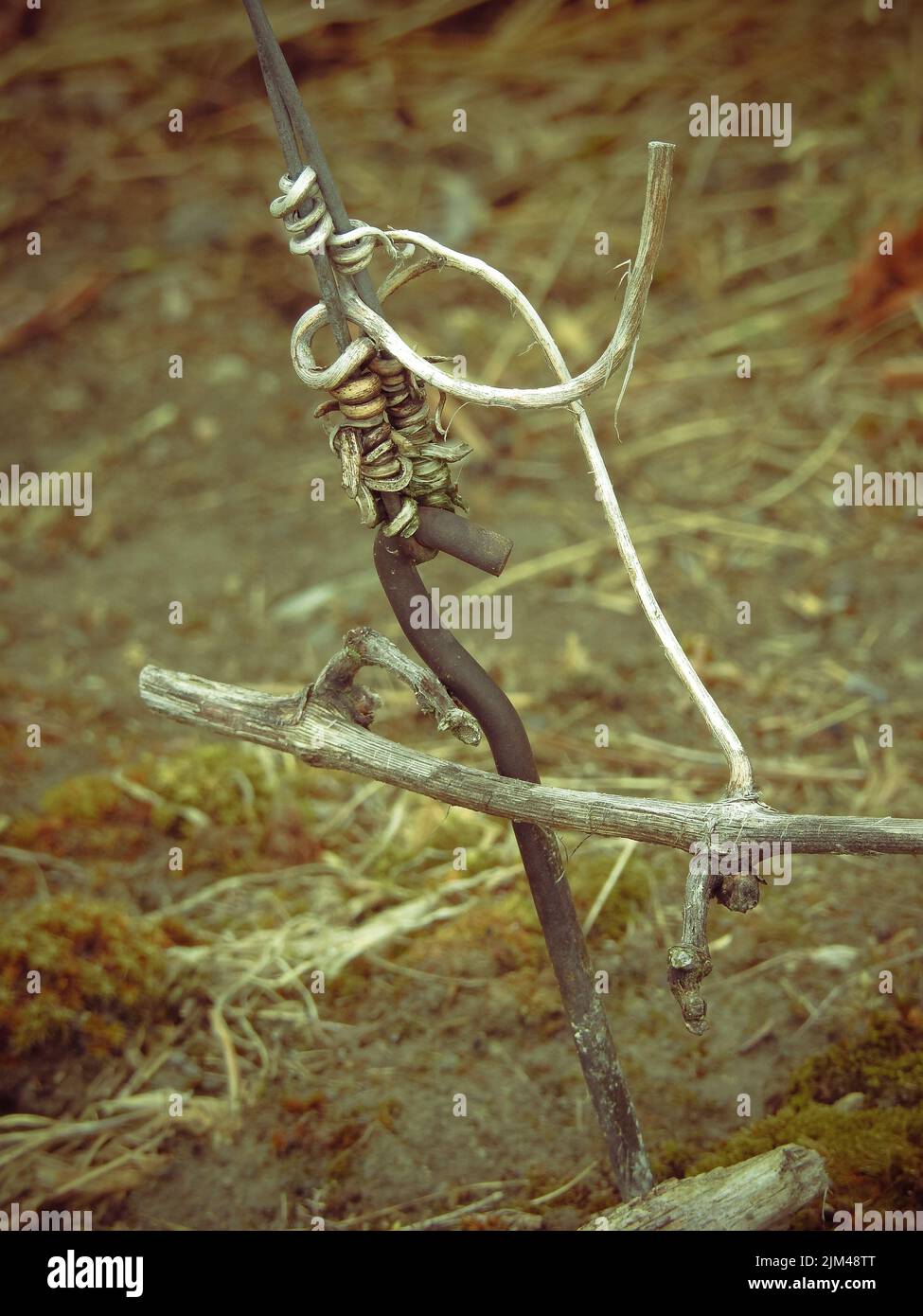 Mud hook hi-res stock photography and images - Alamy