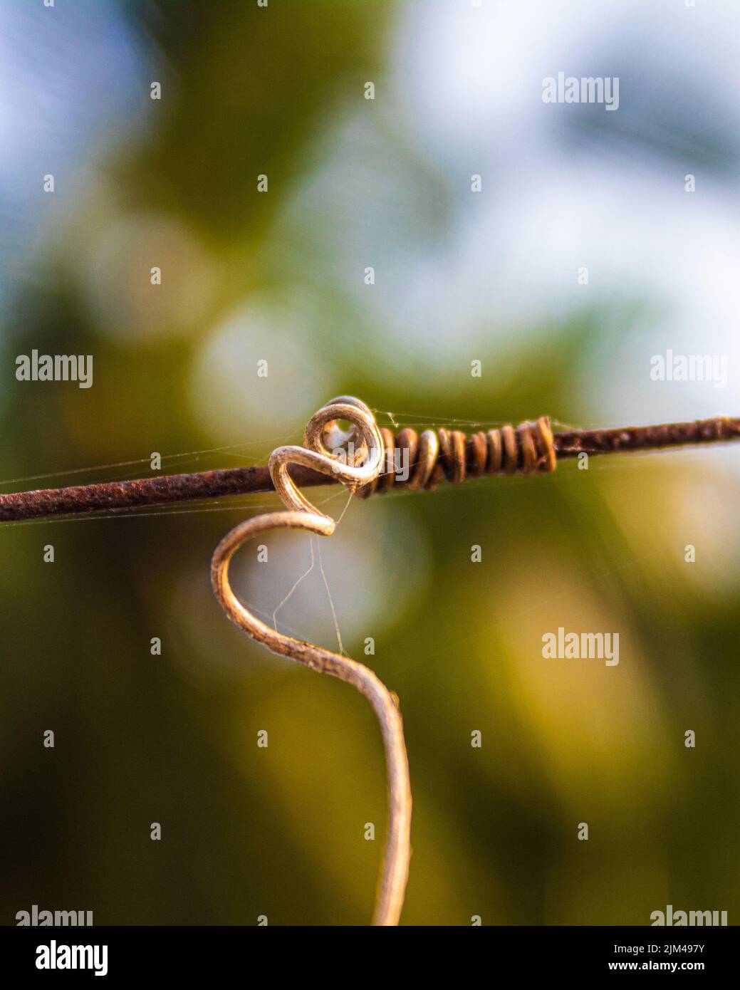 A vertical closeup of a twisted vine on a blurred background Stock ...