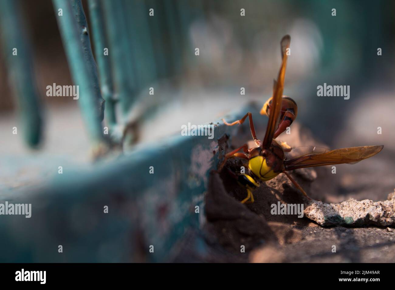 Hornet species hi-res stock photography and images - Alamy