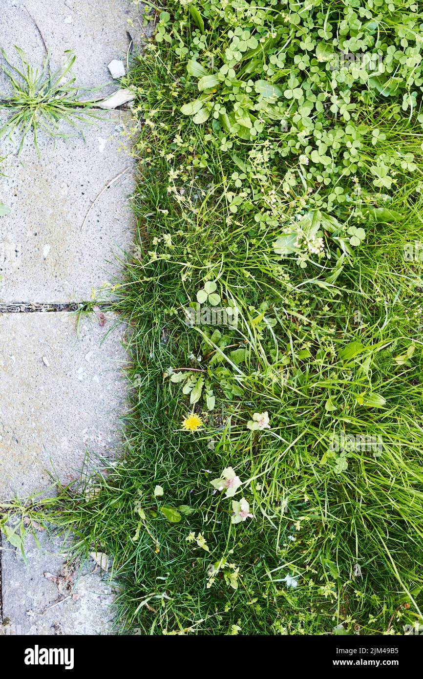 A vertical top shot of grass growing through concrete Stock Photo - Alamy