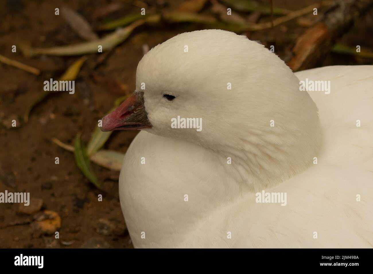 Head shot shy Snow Goose, Anser cerulescens, creamy white elegant ...