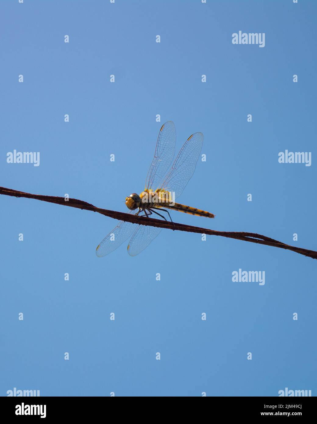 A vertical low angle shot of a Dragonfly on a thin rope on clear sky ...
