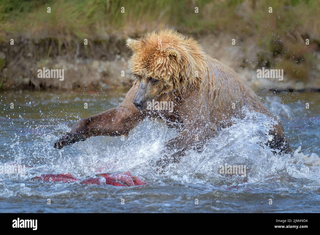 A brown bear catching fish in a river in Katmai, Alaska Stock Photo - Alamy