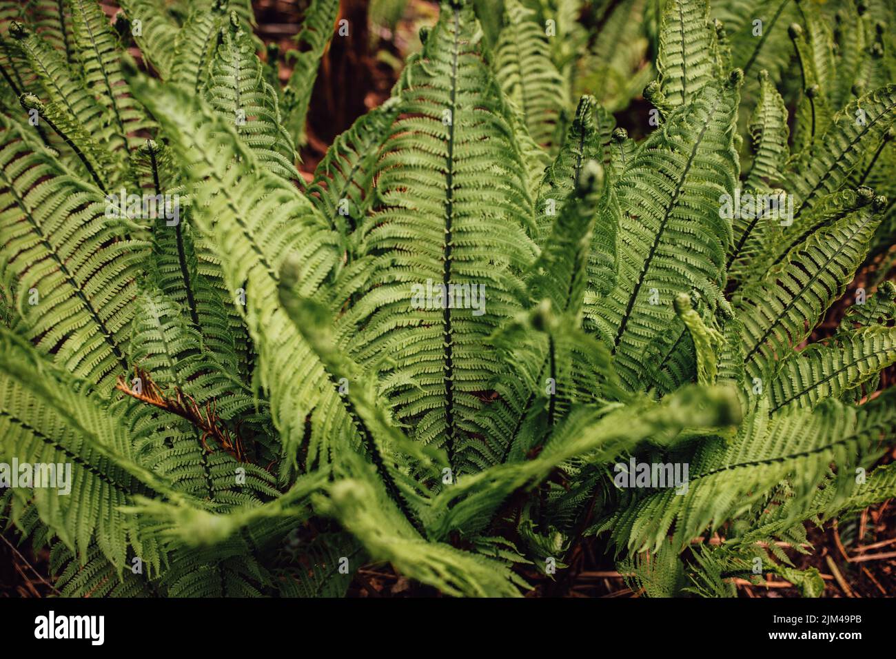 green ostrich Fern fronds in Arboretum, Seattle, WA Stock Photo - Alamy