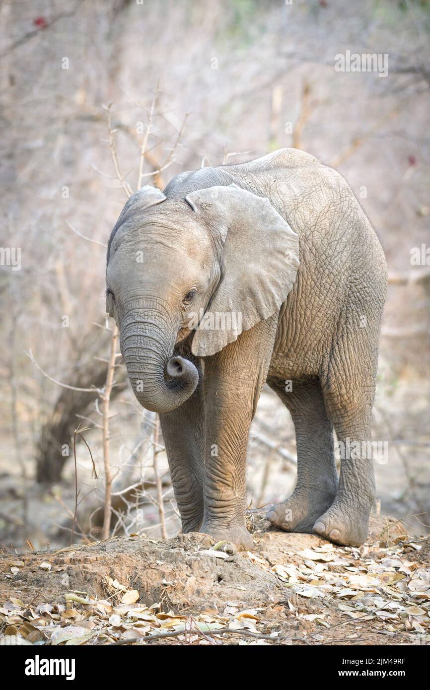 A close-up shot of a cute elephant in the safari in elephant Stock ...