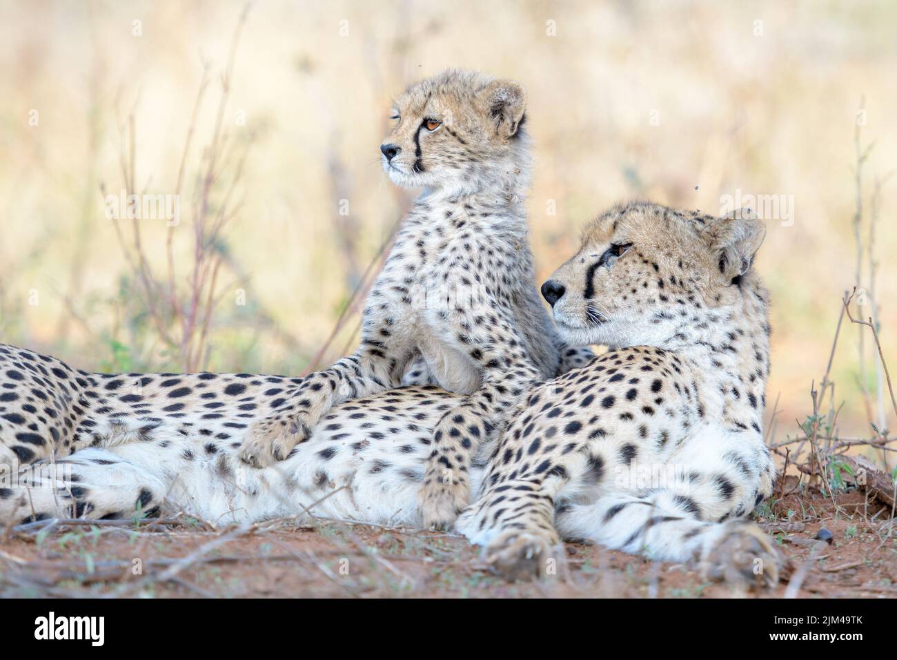 A beautiful Cheetah with its cub in the safari in Africa Stock Photo ...