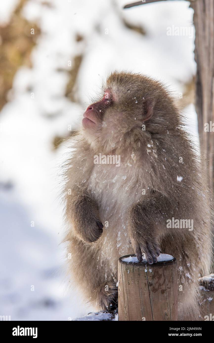 Pink faced monkey hi-res stock photography and images - Alamy