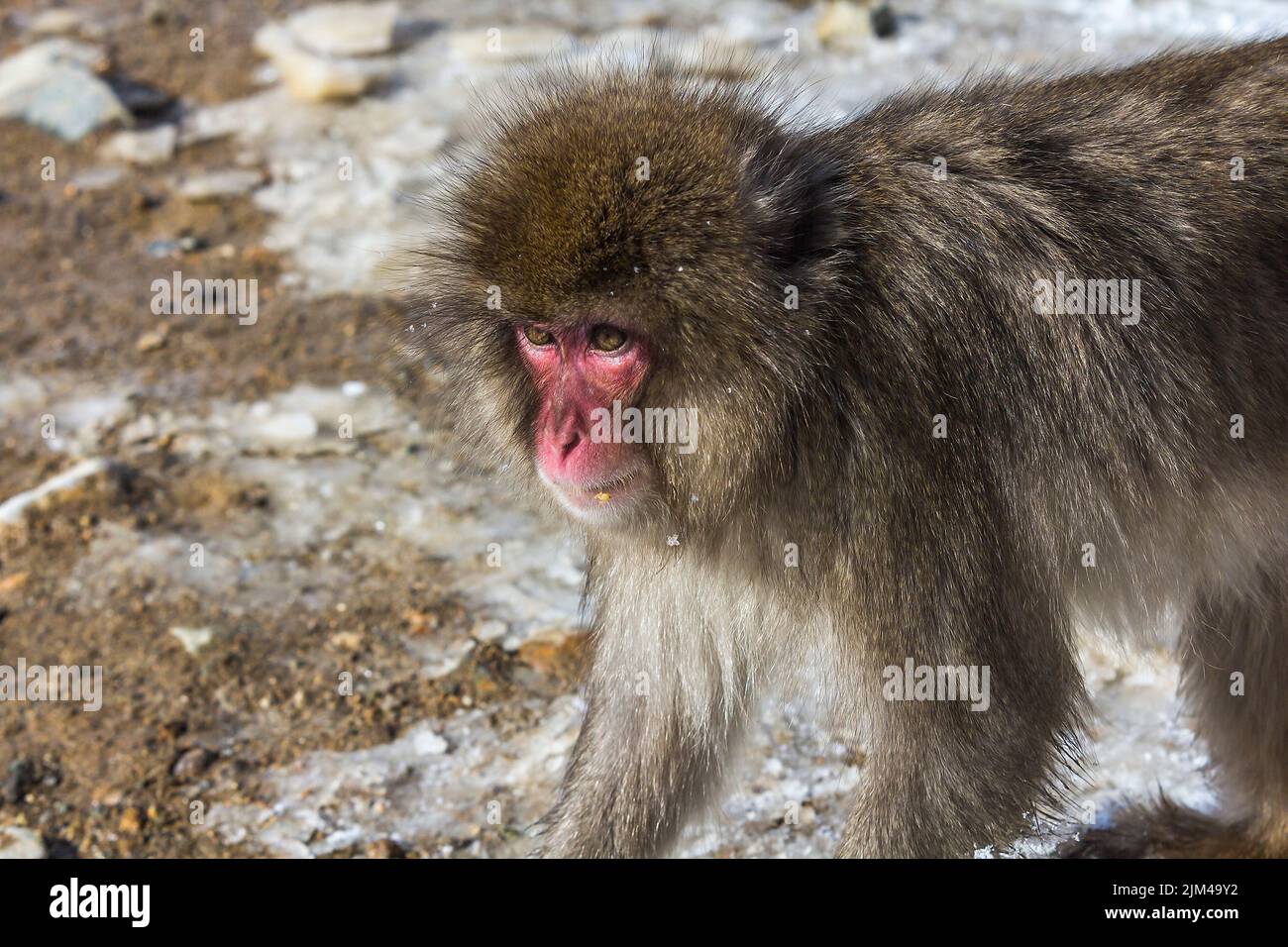 Pink faced monkey hi-res stock photography and images - Alamy