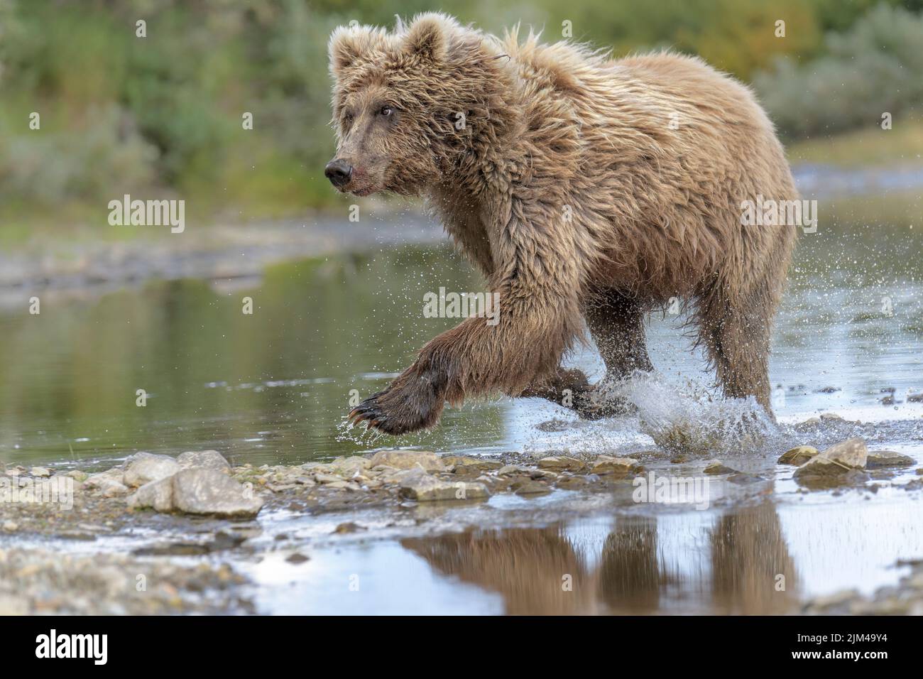 A brown bear catching fish in a river in Katmai, Alaska Stock Photo - Alamy