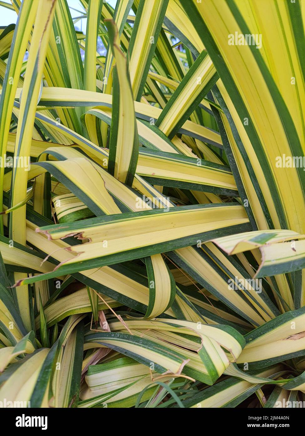 A vertical closeup of Chlorophytum comosum, usually called spider plant ...