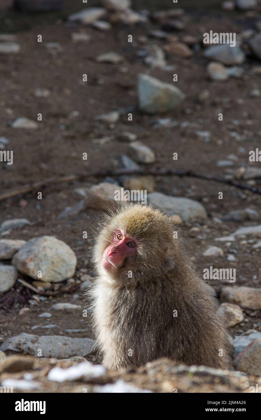 Pink faced hi-res stock photography and images - Alamy