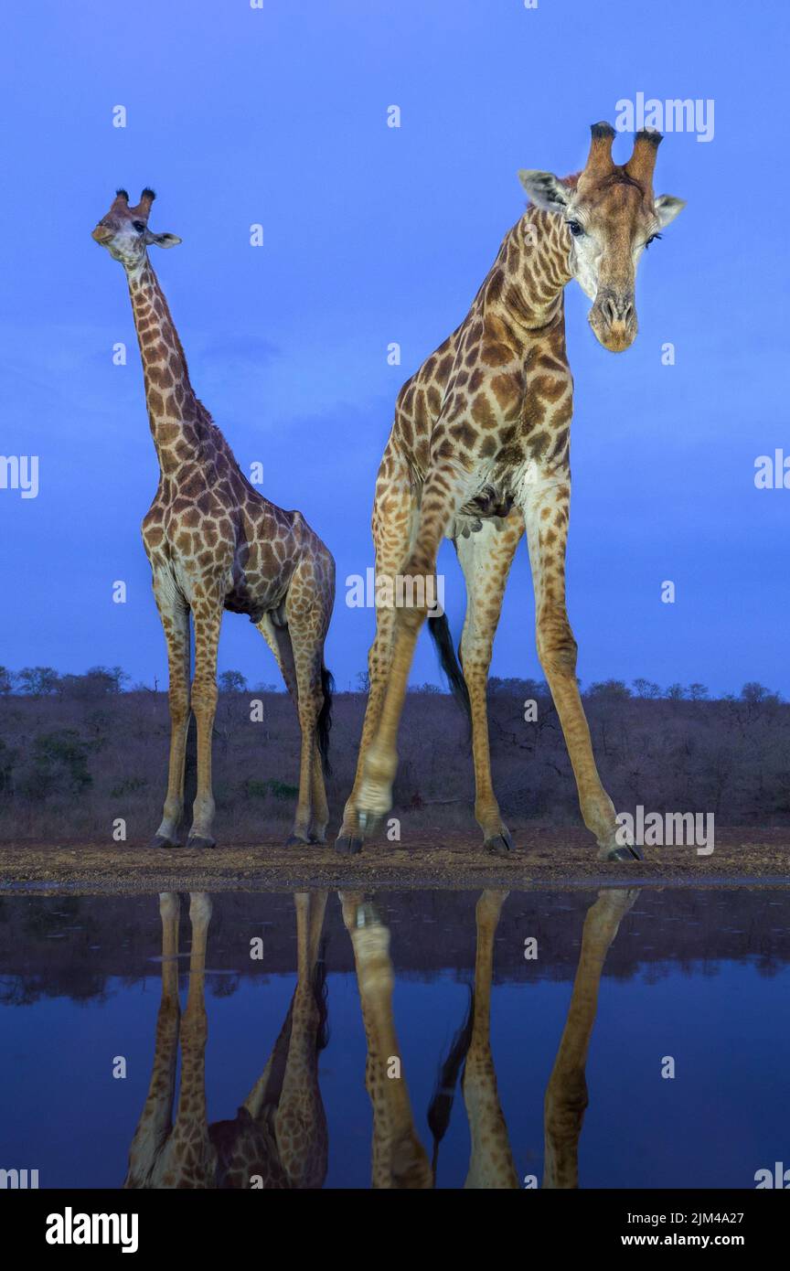 Giraffes with young animals in the evening hi-res stock photography and ...