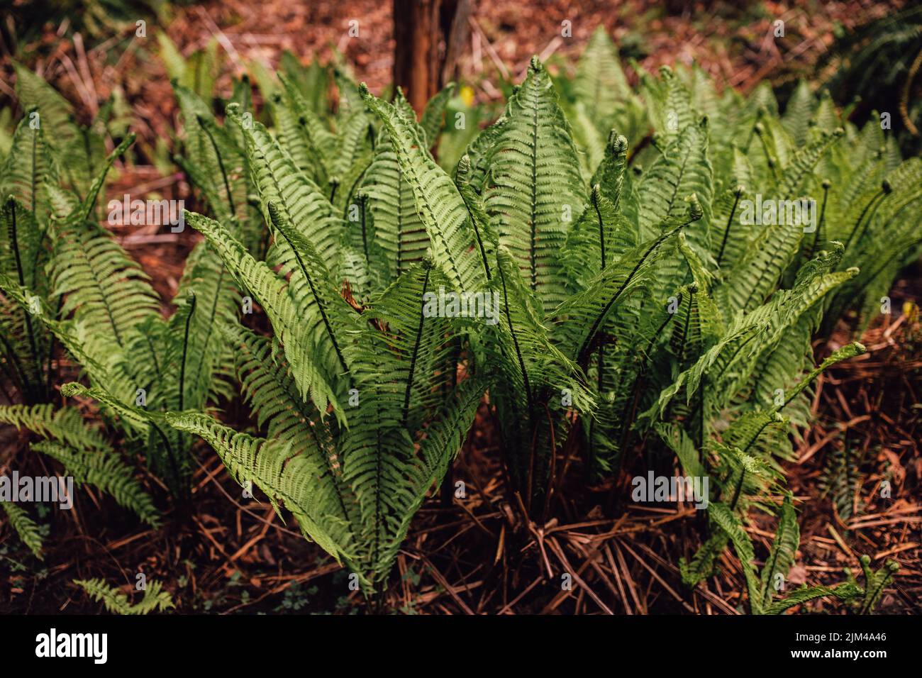 green ostrich Fern fronds in Arboretum, Seattle, WA Stock Photo - Alamy