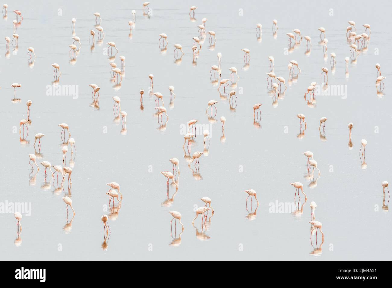 An aerial view of flamboyance of flamingos in the Soda lake Stock Photo ...