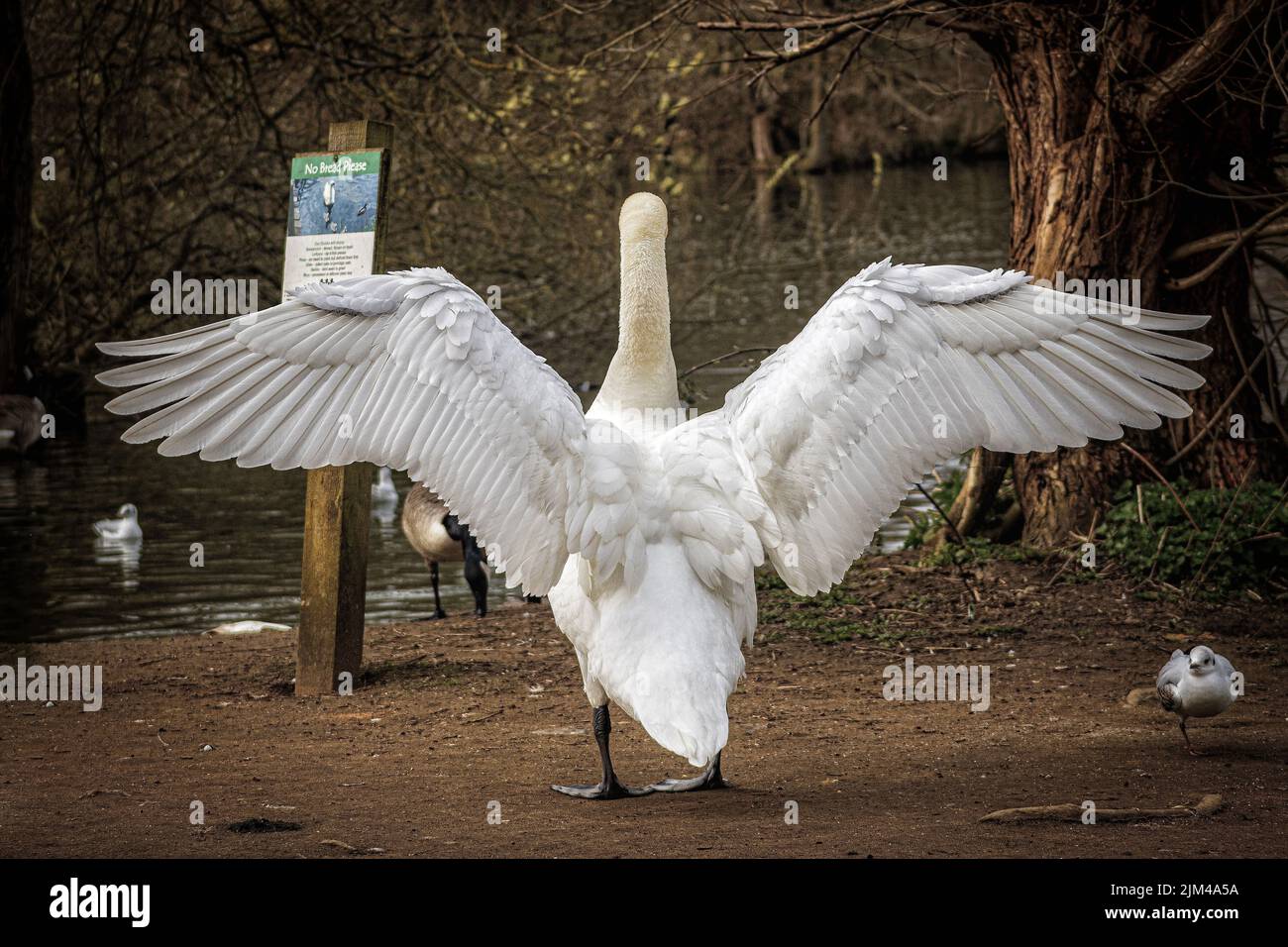 A back view of a swan preparing for flight Stock Photo - Alamy