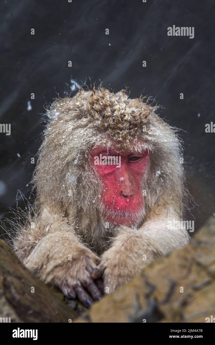 A vertical shot of a fluffy wild macaque monkey under snowfall Stock ...