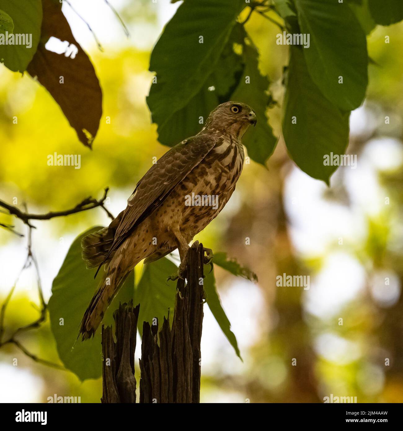 A besra sparrowhawk in a tree in India, Accipiter virgatus, bird of ...