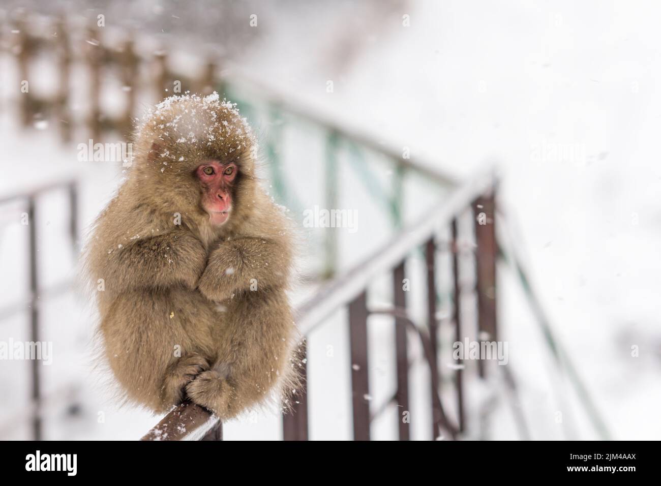 A closeup shot of a fluffy wild macaque monkey on a railing under ...
