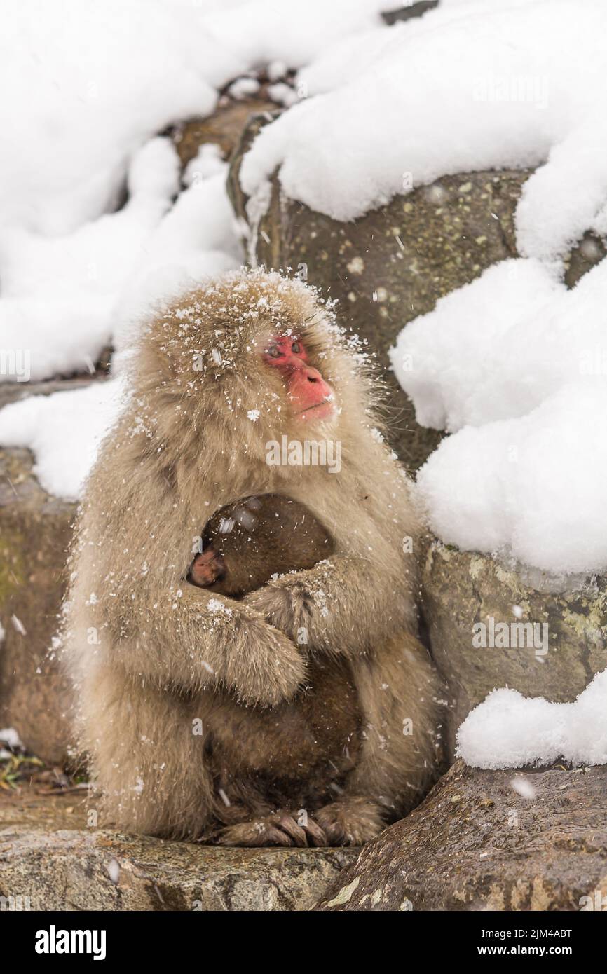 A vertical shot of a mother macaque monkey hugging her baby under ...