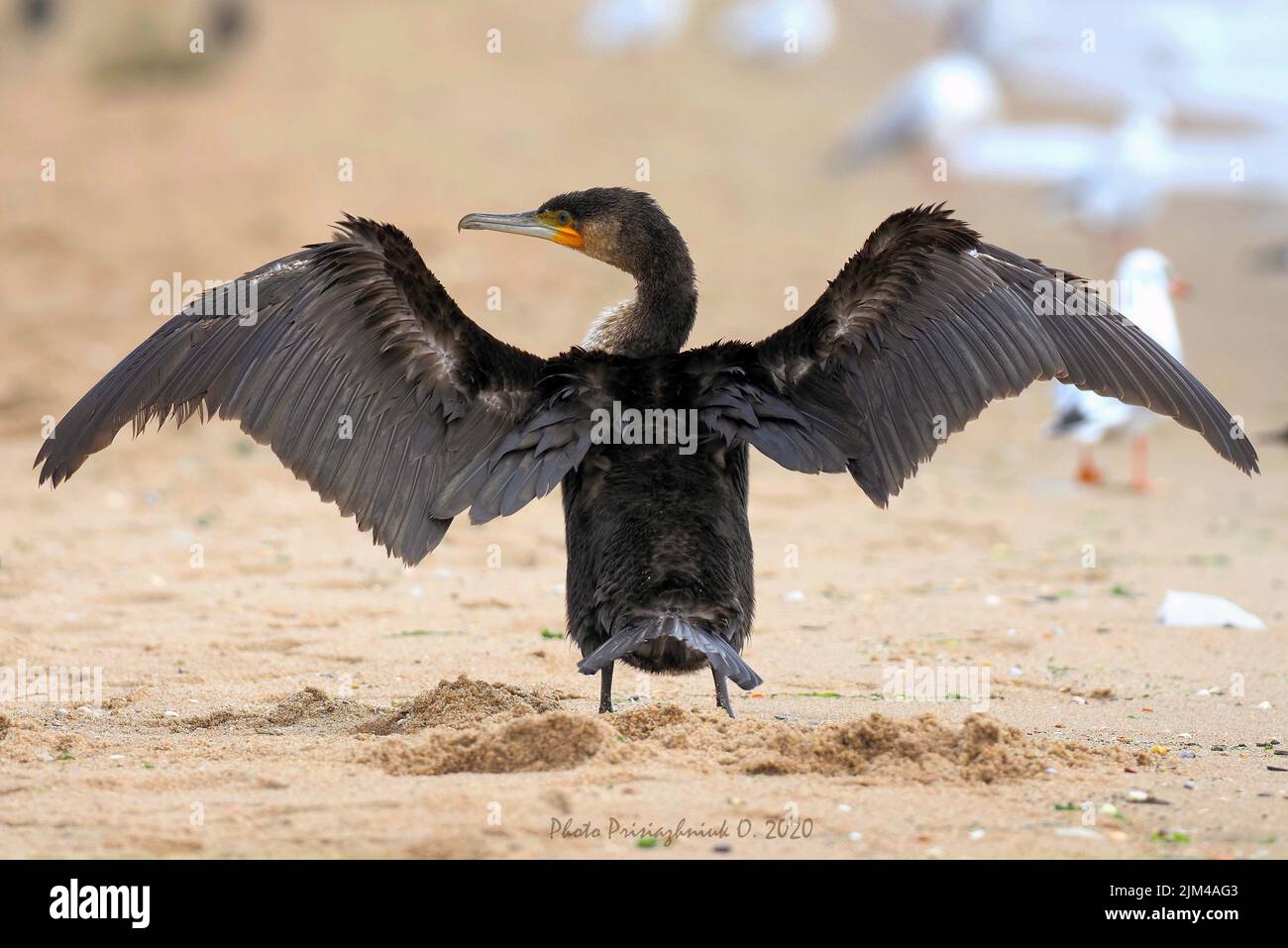 A bird with black feathers and sharp beak standing on a sandy ground ...