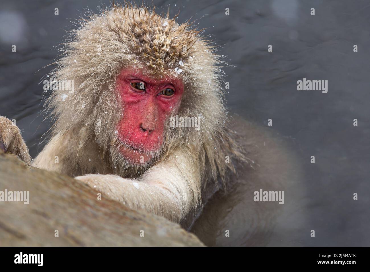 Cold Monkey