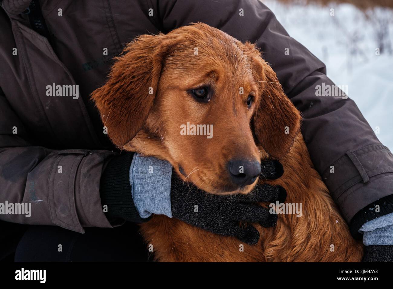 Orange Golden Retriever gets a hug from her owner Stock Photo - Alamy