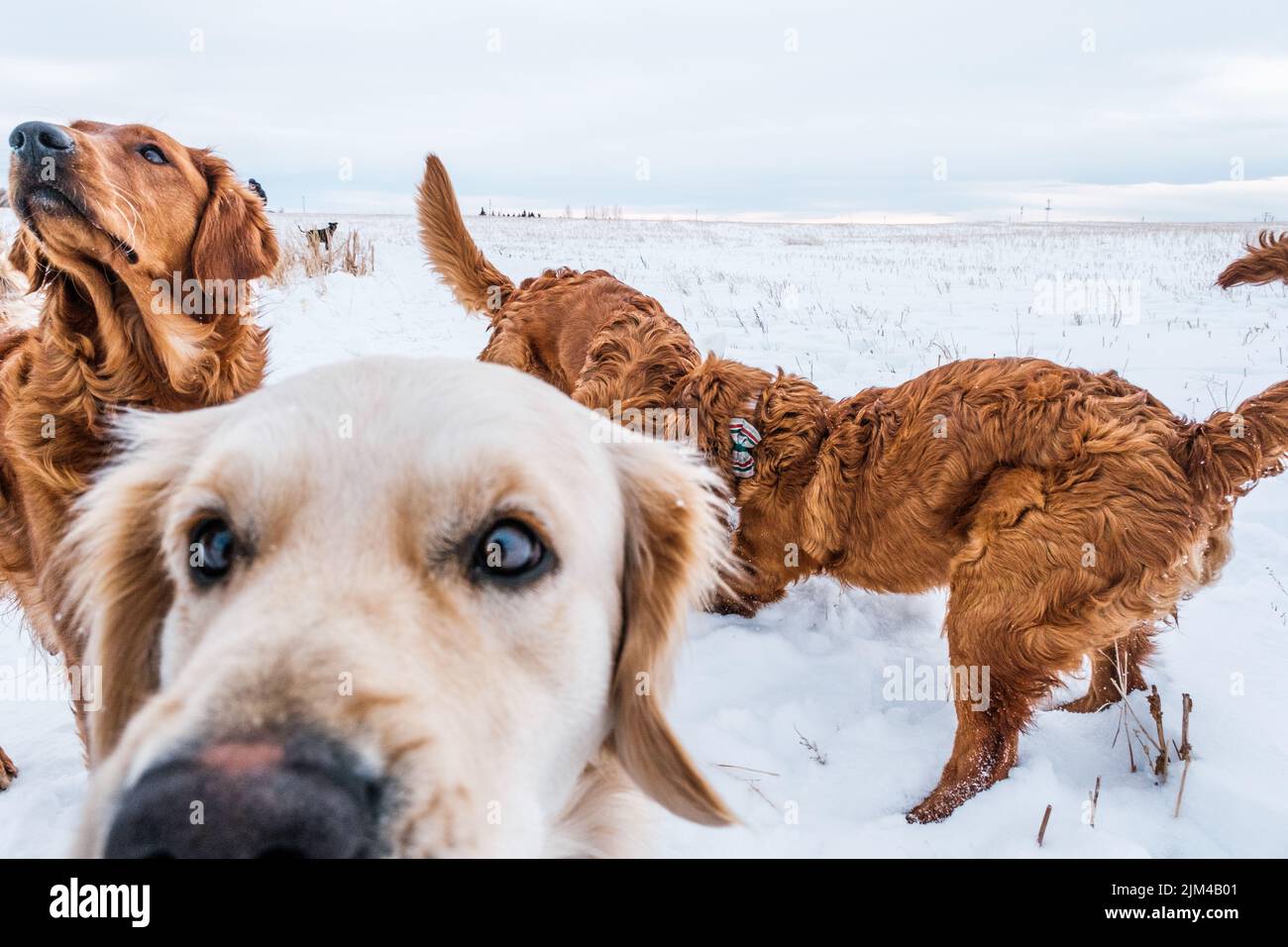 4 Golden Retrievers play in a snowy wheat field, Canada Stock Photo - Alamy