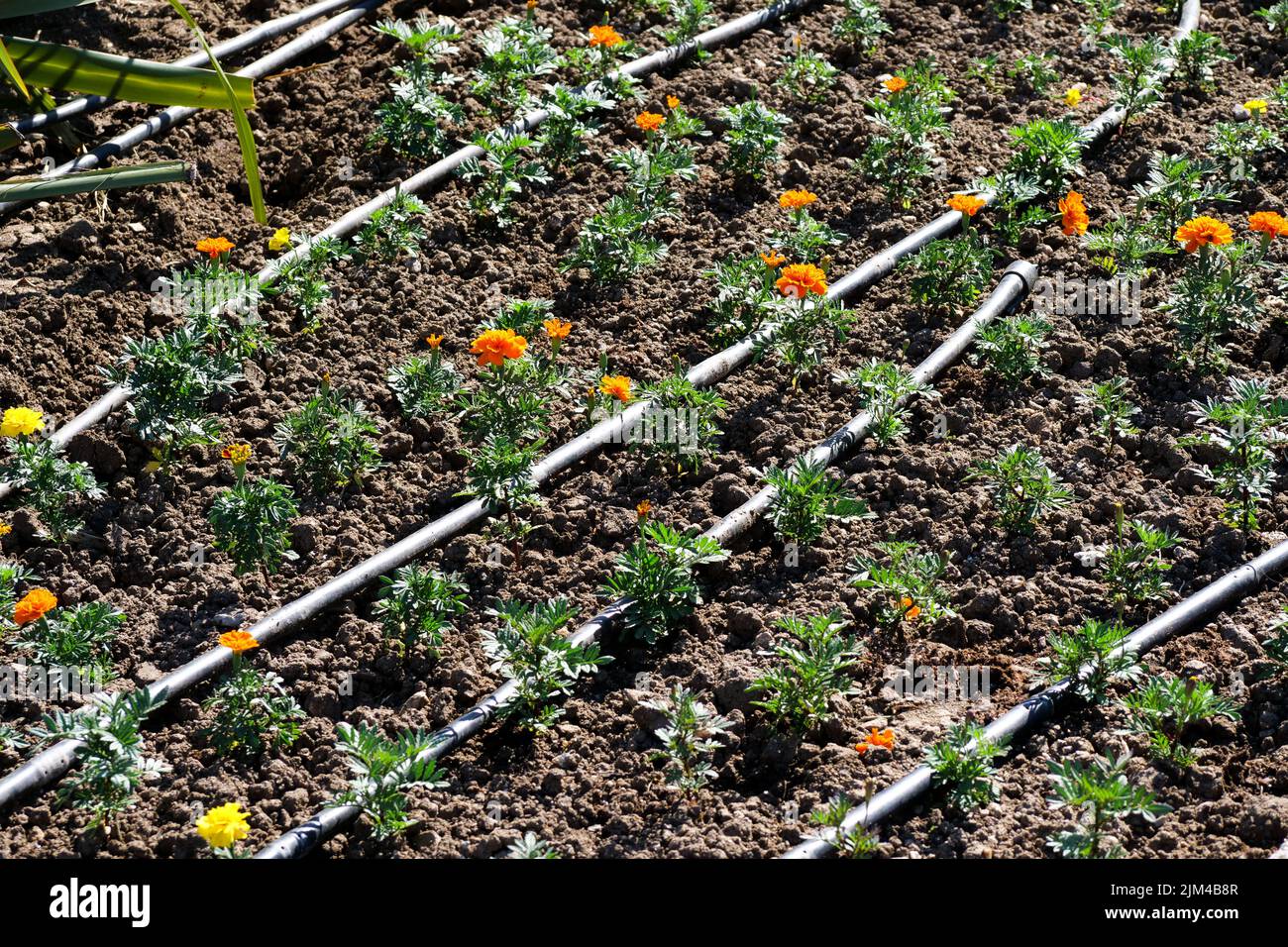 Watering system of a flower bed, Thessaloniki, Macedonia, North-Eastern ...