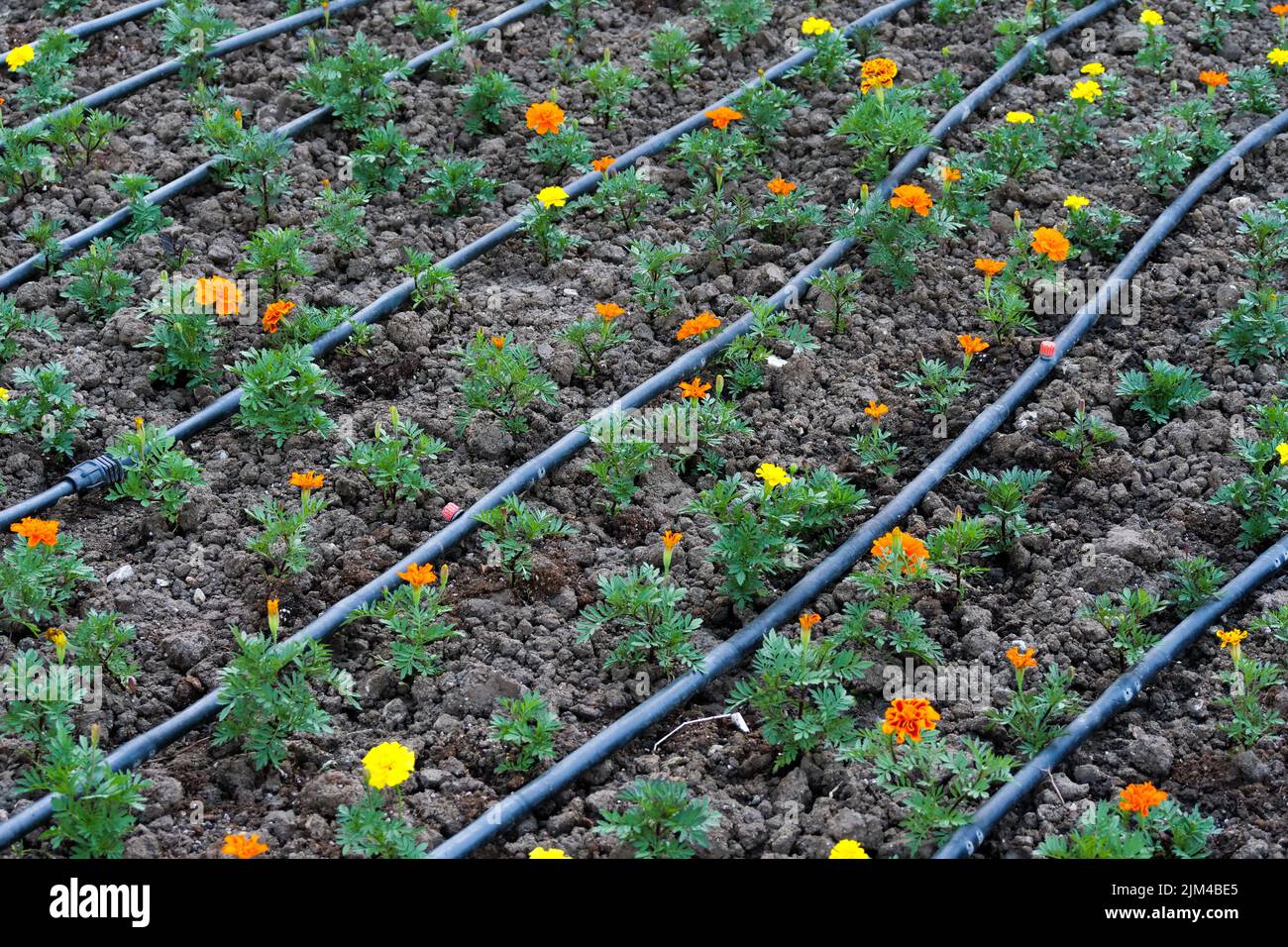 Watering system of a flower bed, Thessaloniki, Macedonia, North-Eastern ...