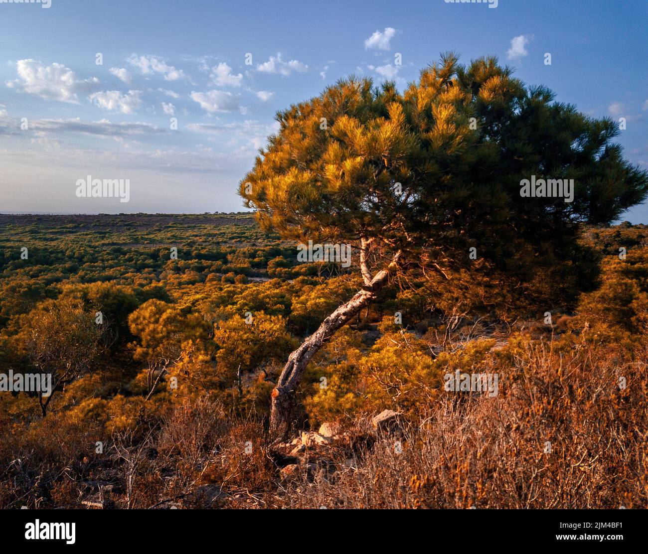 Canastel hi-res stock photography and images - Alamy