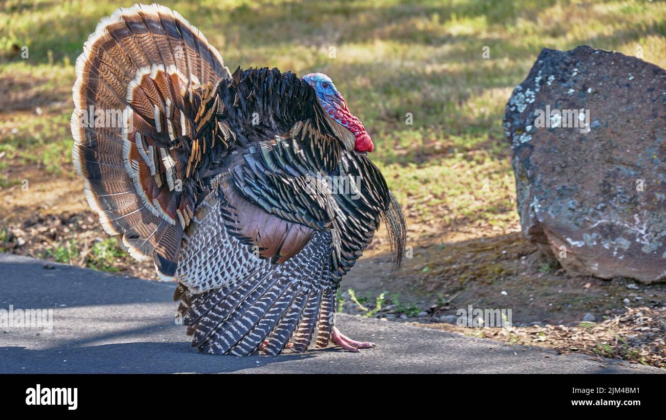 A beautiful male peacock fanning at Beacon Hill park, Victoria, BC ...