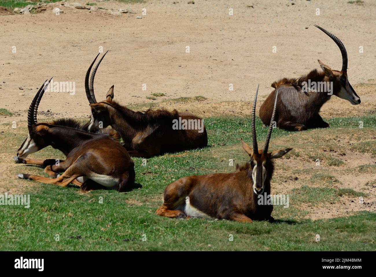 A group of brown antelopes laying on a field Stock Photo - Alamy
