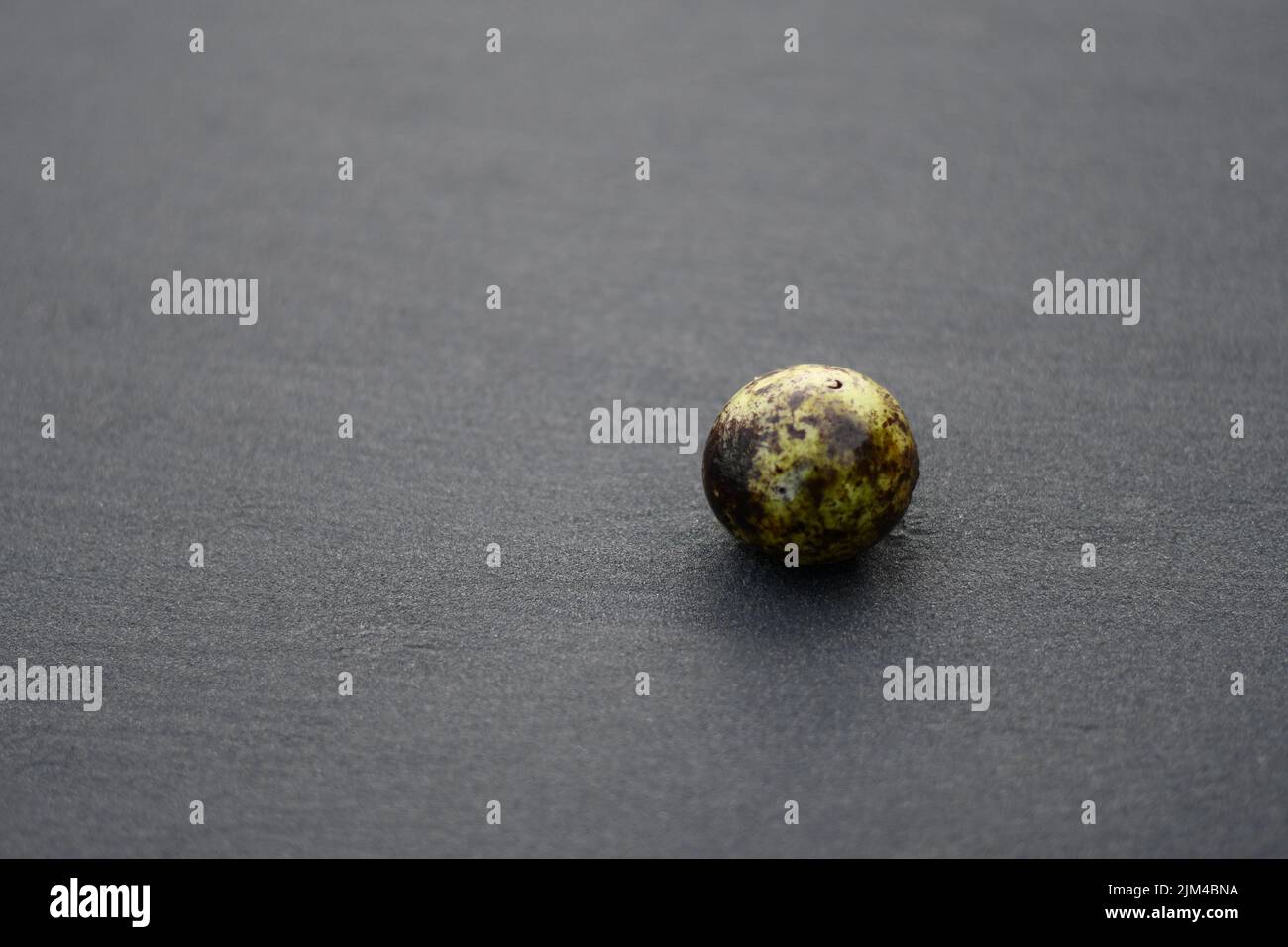 Seed of a beach plant is on the sea shore Stock Photo - Alamy