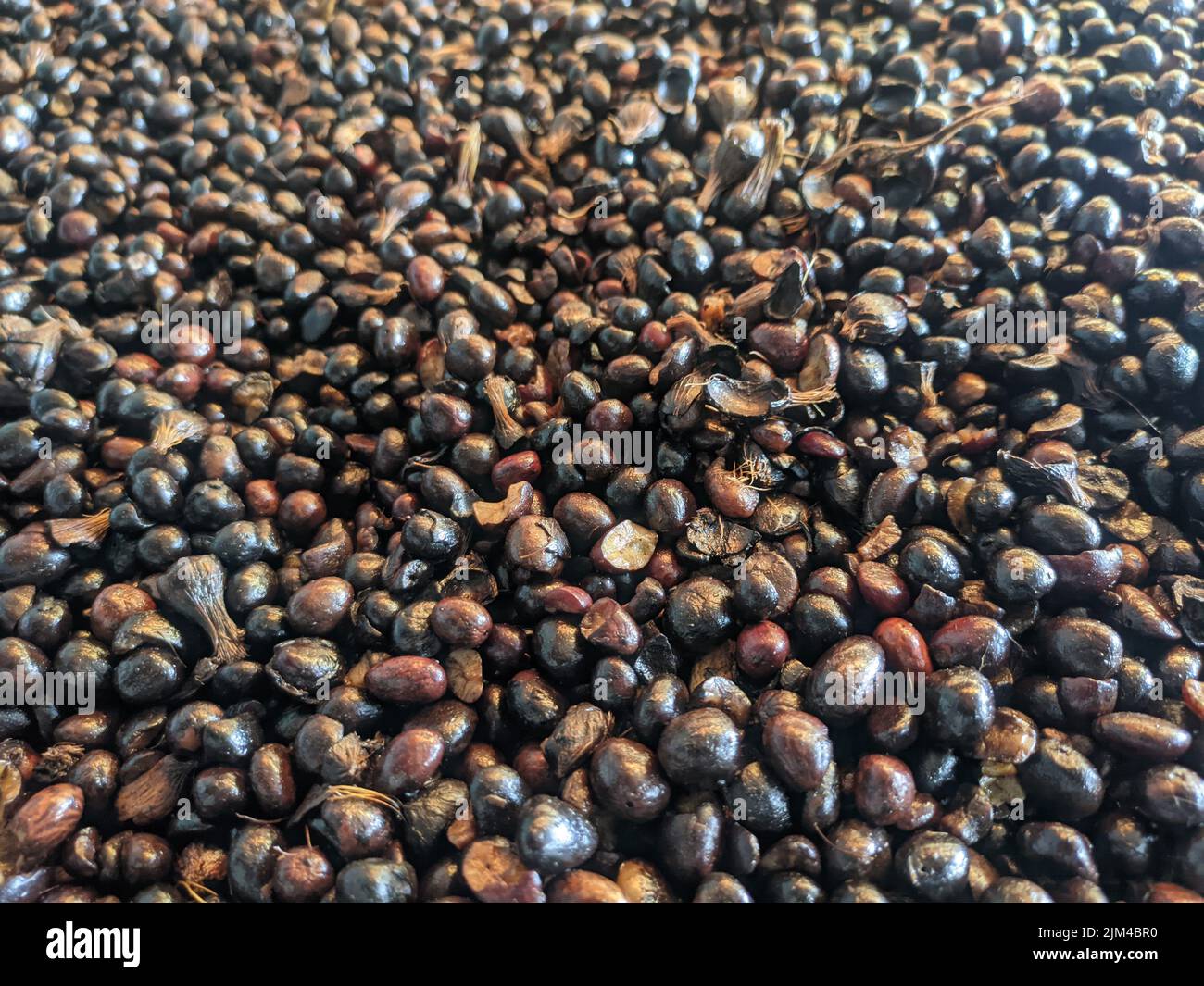 The heap of dark palm kernal on a truck cargo Stock Photo - Alamy