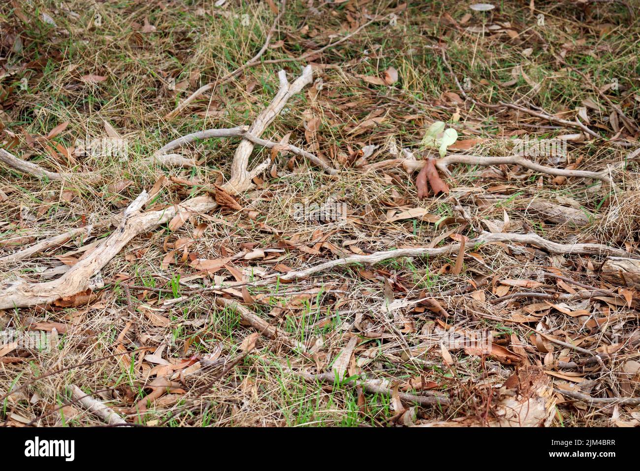 full frame of branches and eucalyptus leaves on bushland forest floor ...
