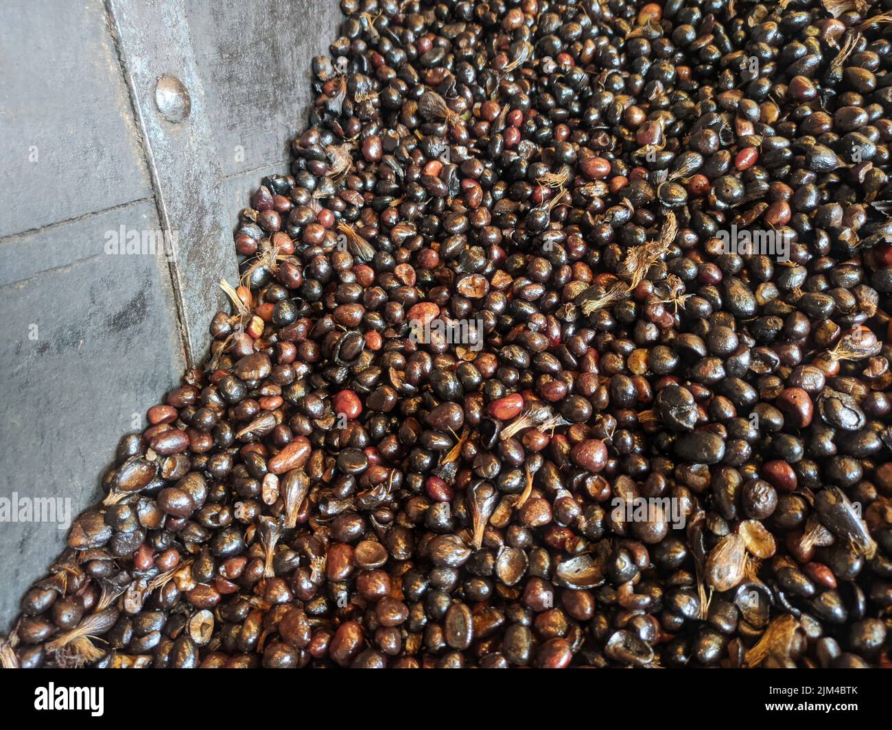 Kernal hi-res stock photography and images - Alamy