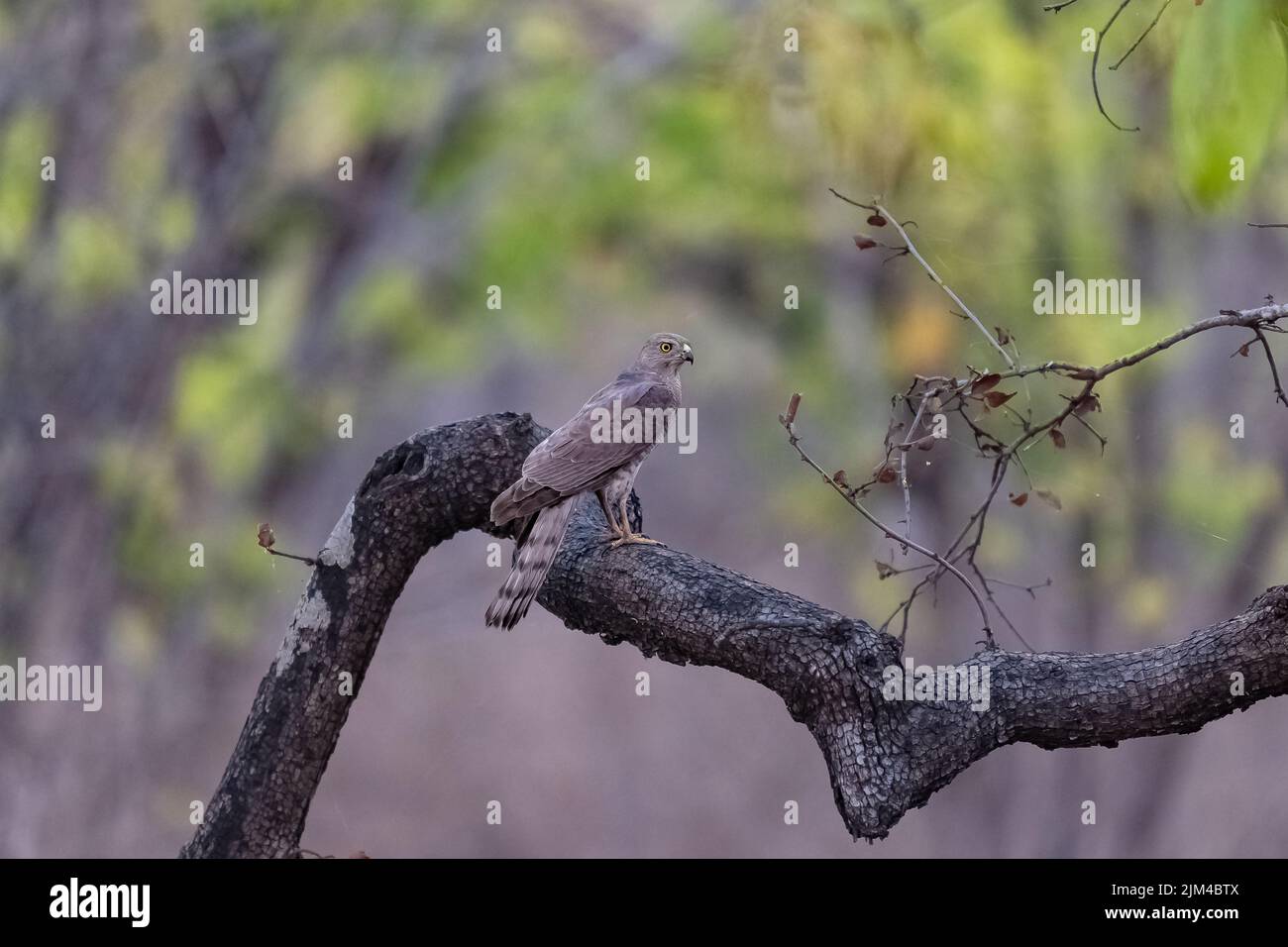 A besra sparrowhawk in a tree in India, Accipiter virgatus, bird of ...