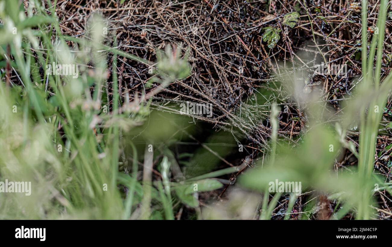 Briar rabbit hi-res stock photography and images - Alamy