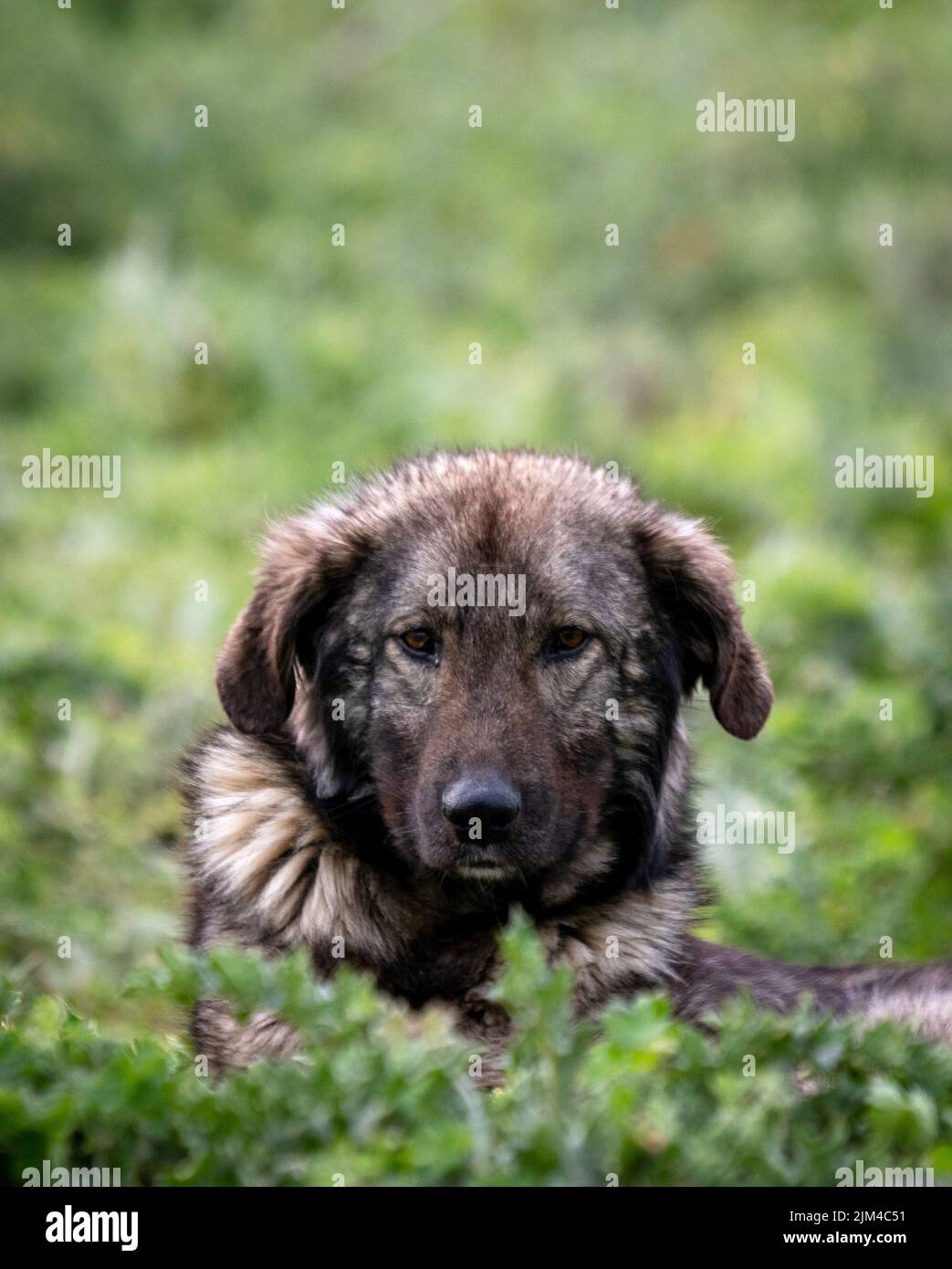 A Illyrian Shepherd Dog laying on the grassy lawn Stock Photo - Alamy