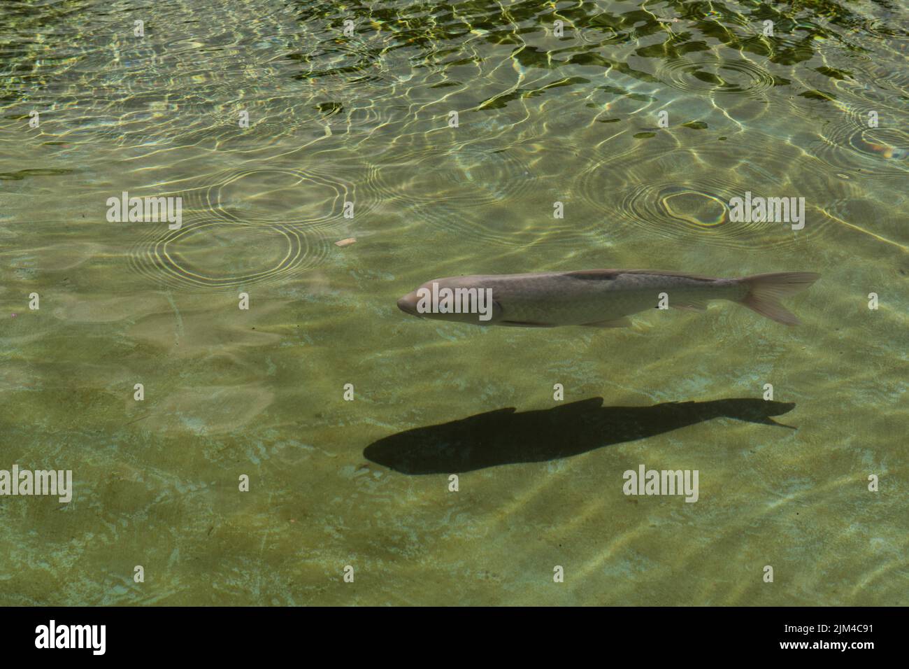 large carp swimming in crystal clear water reflecting their shadow on ...