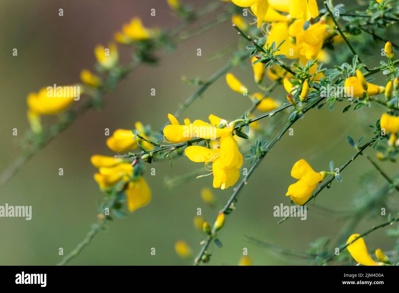 Vibrant yellow flowers of a broom plant Stock Photo - Alamy