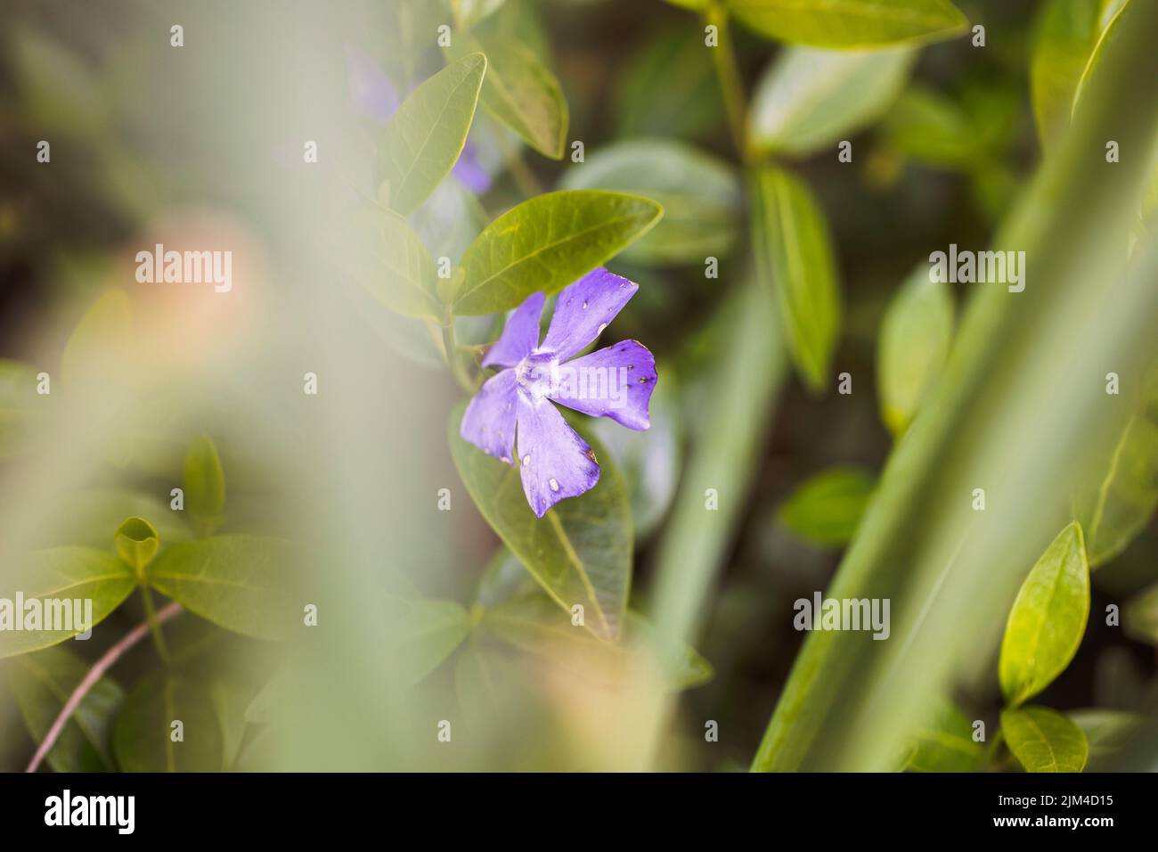 A periwinkle growing in a garden Stock Photo - Alamy